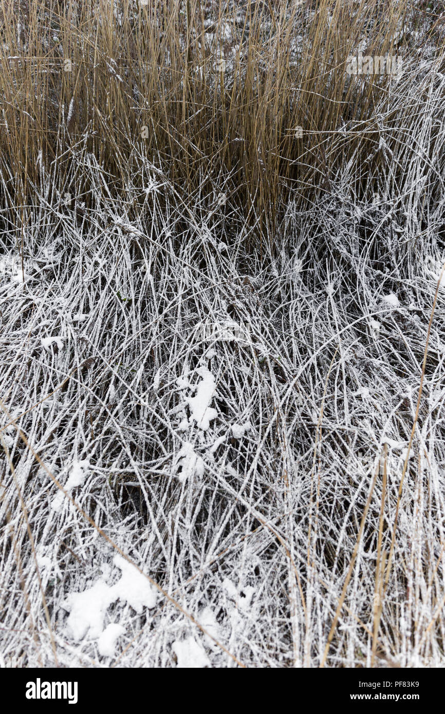 Encroaching plant hi-res stock photography and images - Alamy