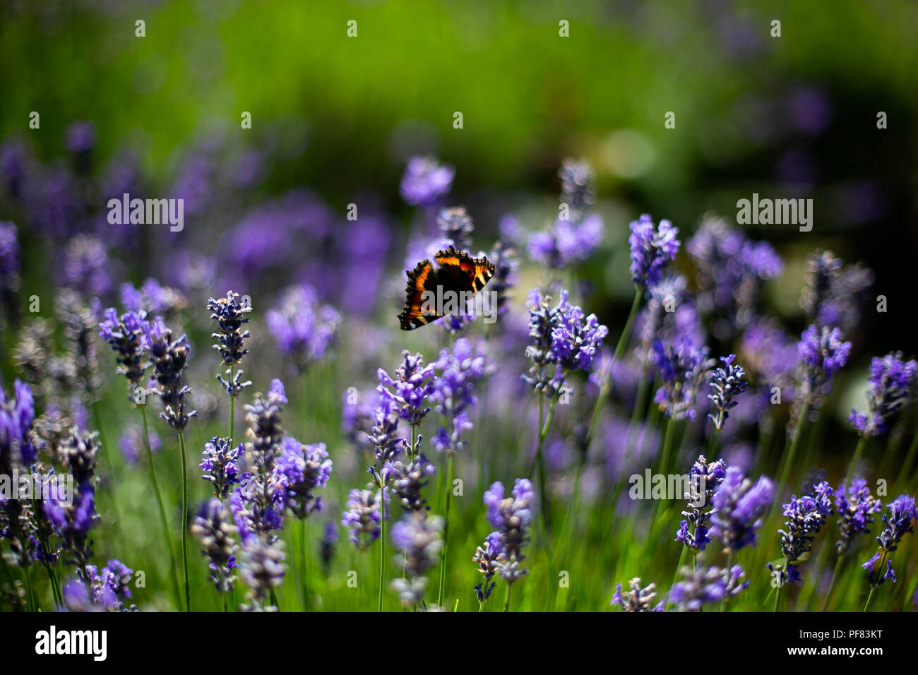 Mediterranean butterfly hi-res stock photography and images - Alamy