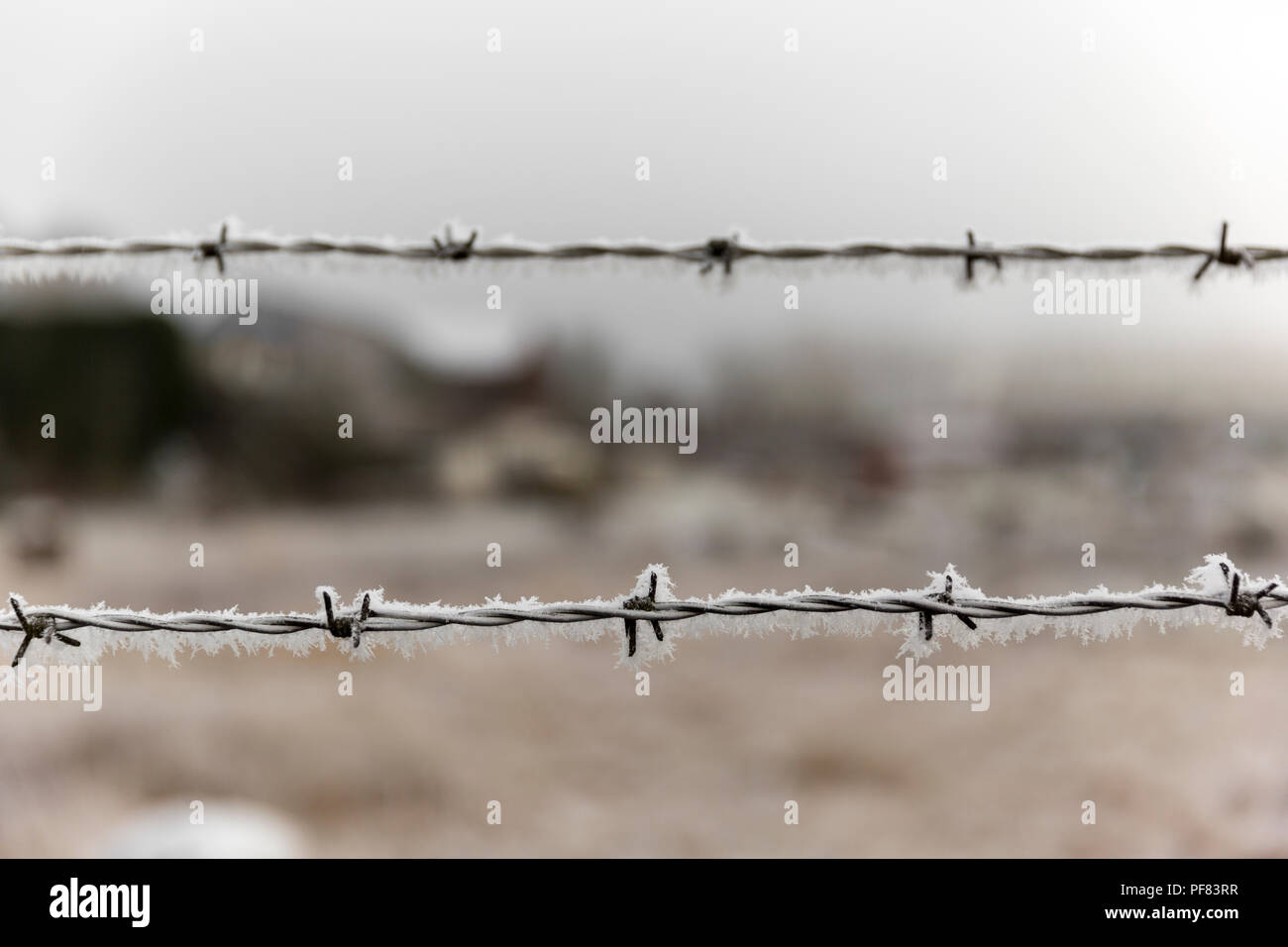 Frozen barbed wire running parallel to one another along side a farm ...