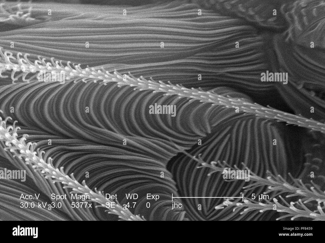 Chitinous exoskeletal outcroppings hi-res stock photography and images ...