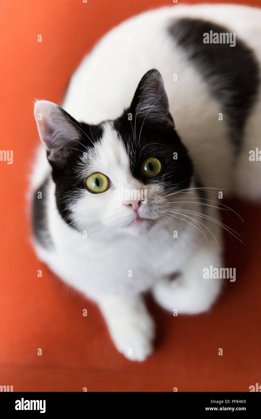 Sweet and adorable cat sitting softly on a a couch or sofa Stock Photo ...