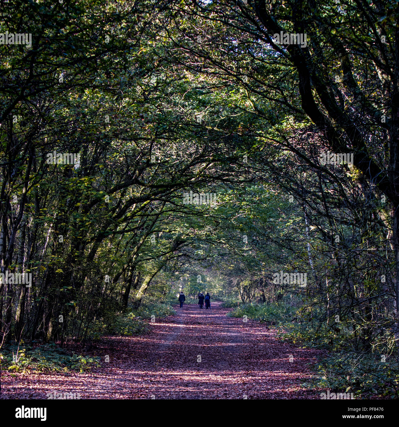 Snettisham norfolk and path hi-res stock photography and images - Alamy