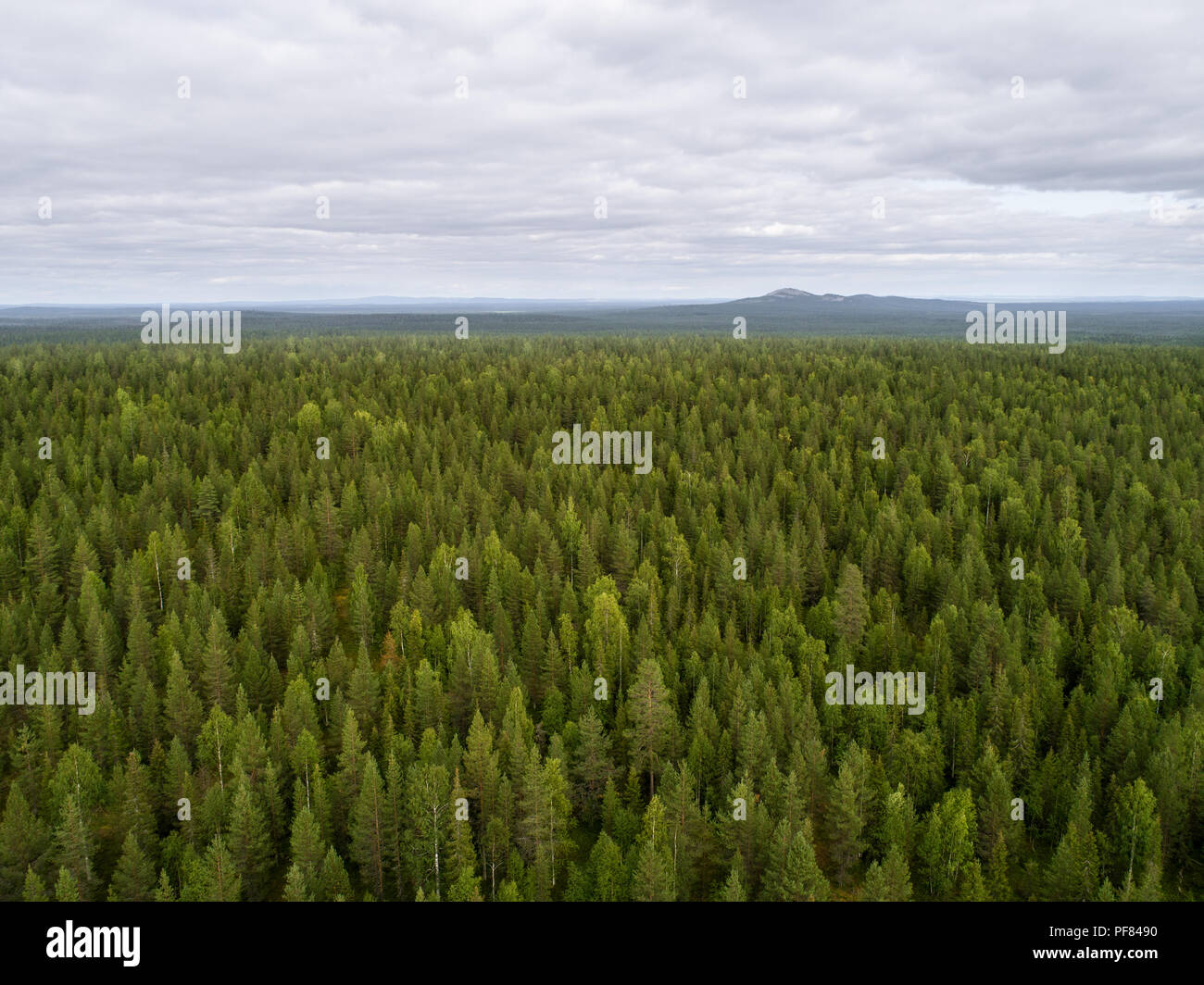 Aerial view of vast boreal forest as far as eye can see Stock Photo - Alamy