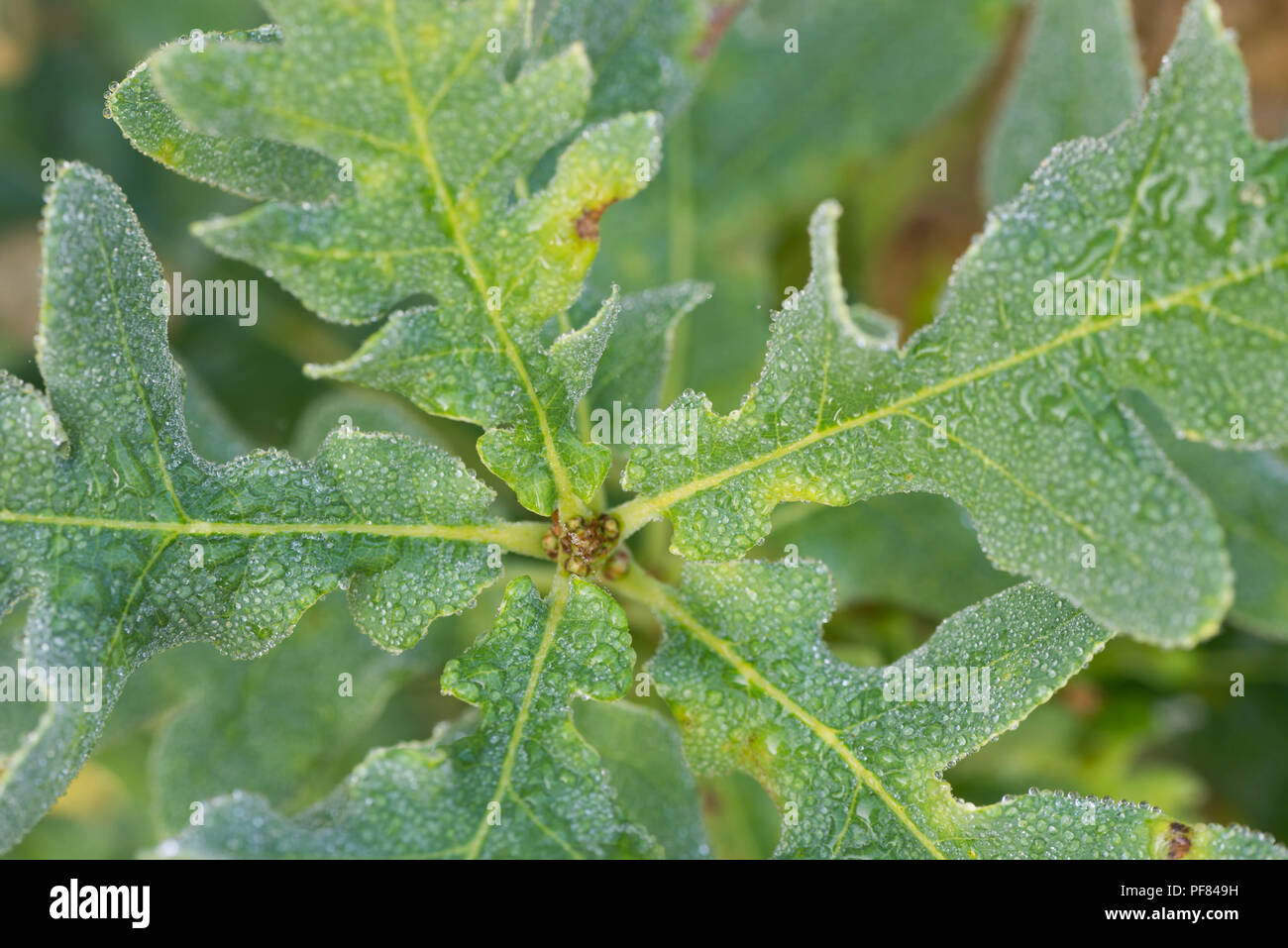 young oak leaves with morning dew macro Stock Photo - Alamy
