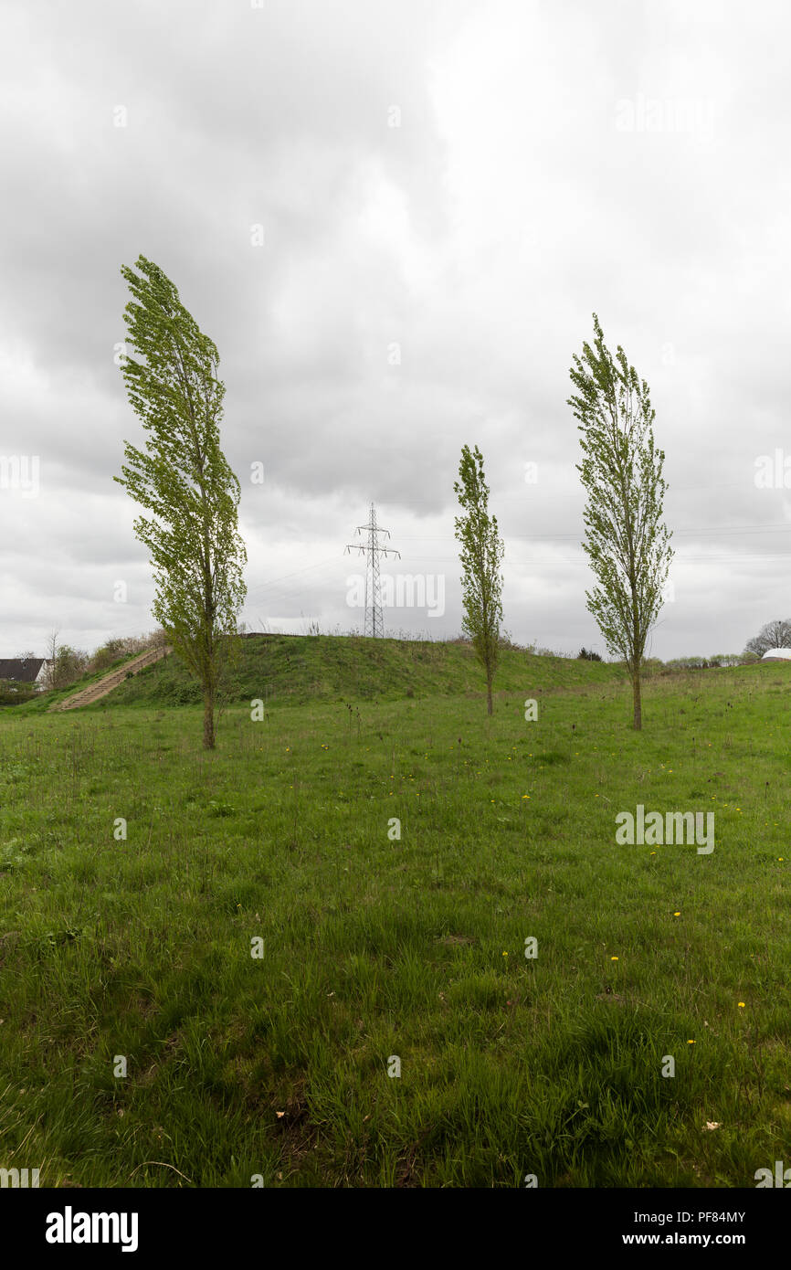Pine trees blowing in the wind hi-res stock photography and images - Alamy