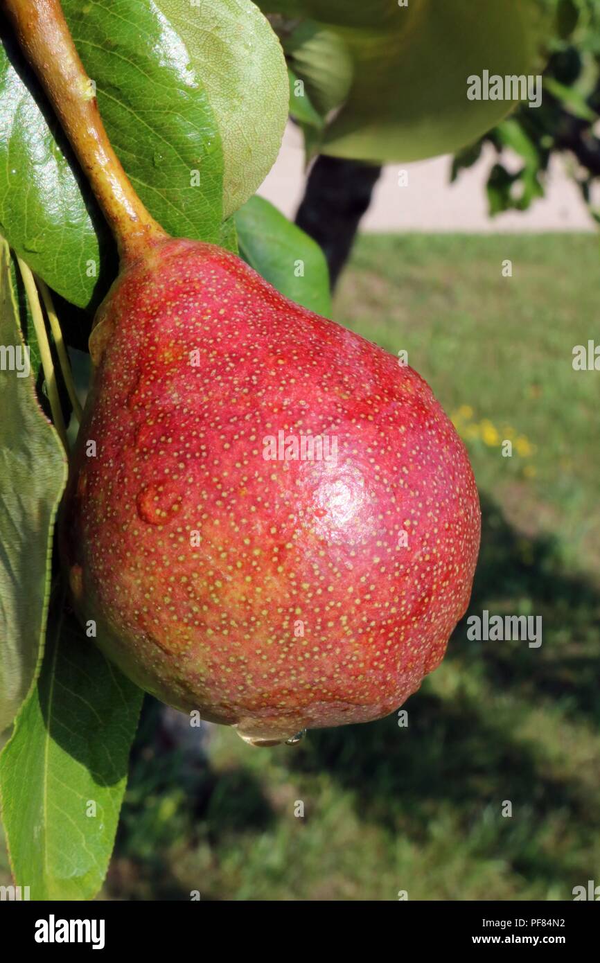 Ontario Fruit High Resolution Stock Photography and Images - Alamy