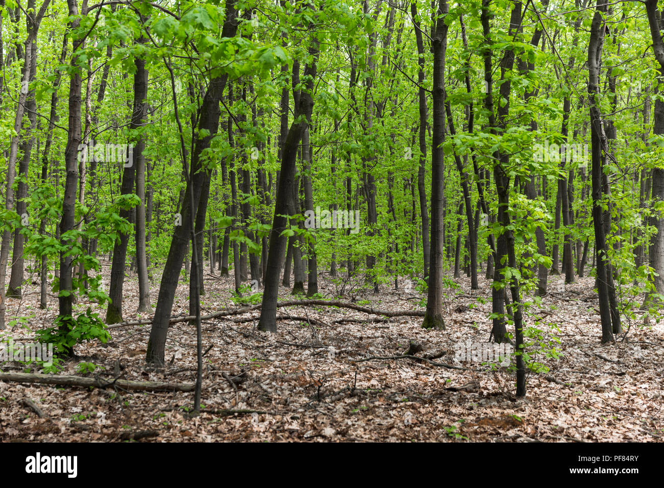 A dark textured tree background into a deep forest Stock Photo - Alamy