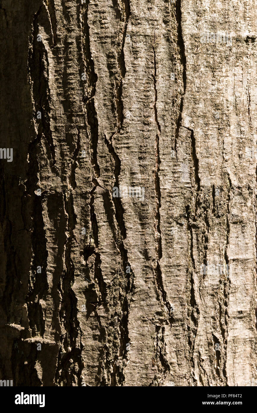 Surface etching hi-res stock photography and images - Alamy