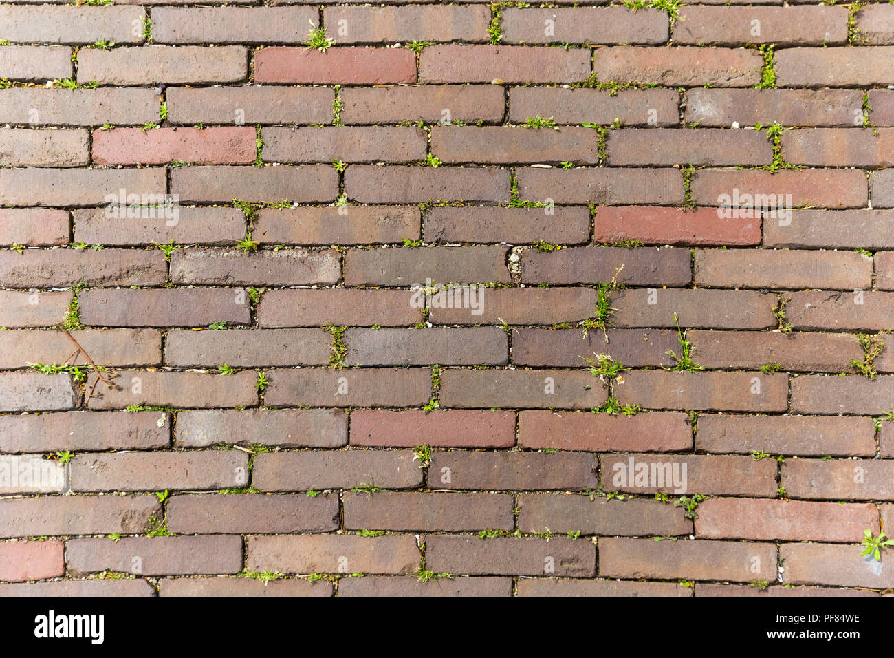 Grass between blocks hi-res stock photography and images - Alamy