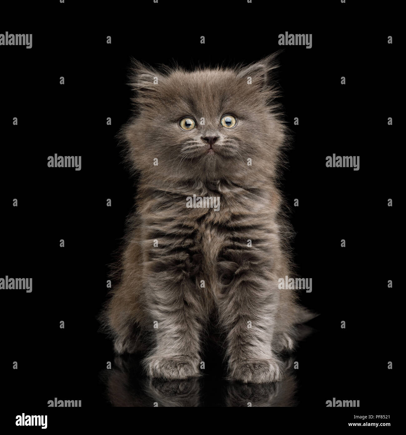 Stare into camera hi-res stock photography and images - Alamy