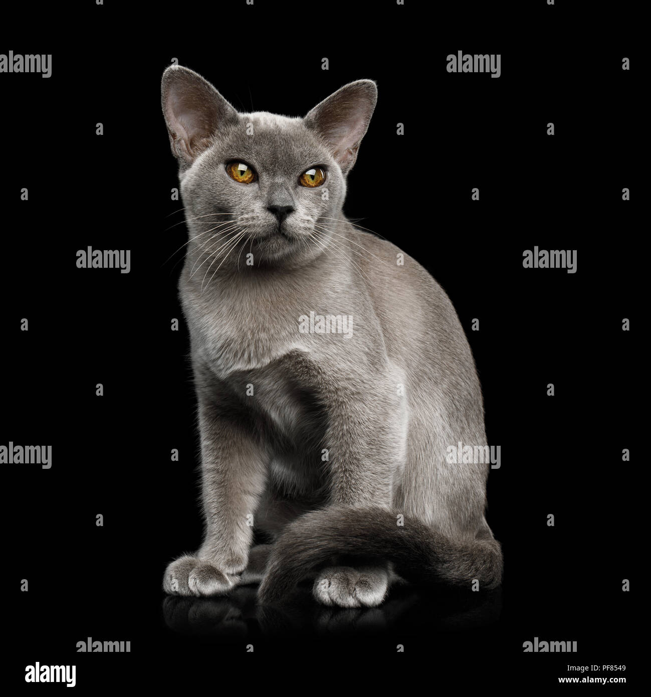 Blue Burmese Cat Stock Photos & Blue Burmese Cat Stock Images - Alamy
