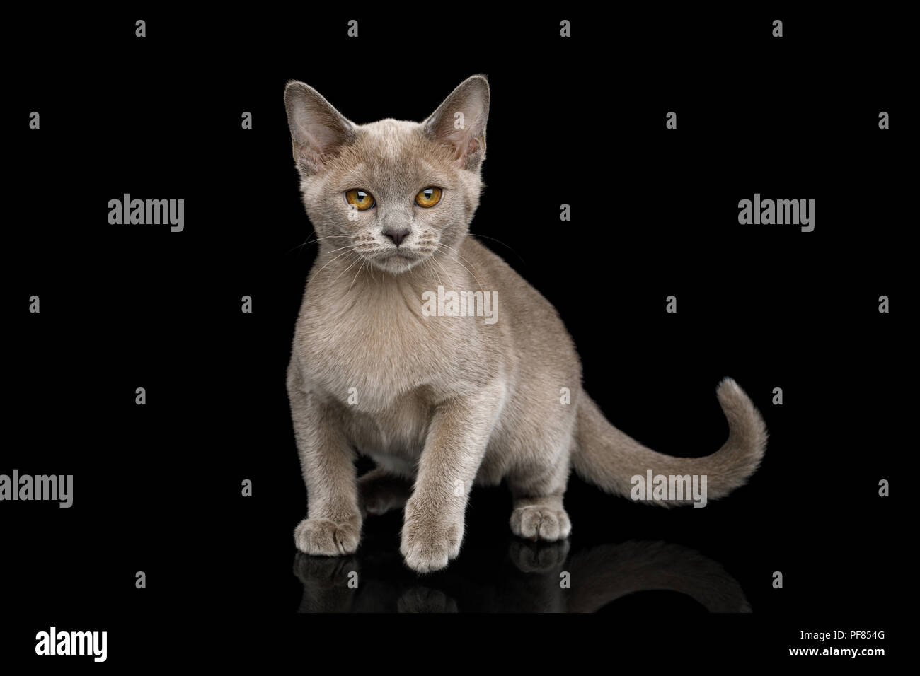 Adorable Gray Kitten standing and Looking up on isolated black ...