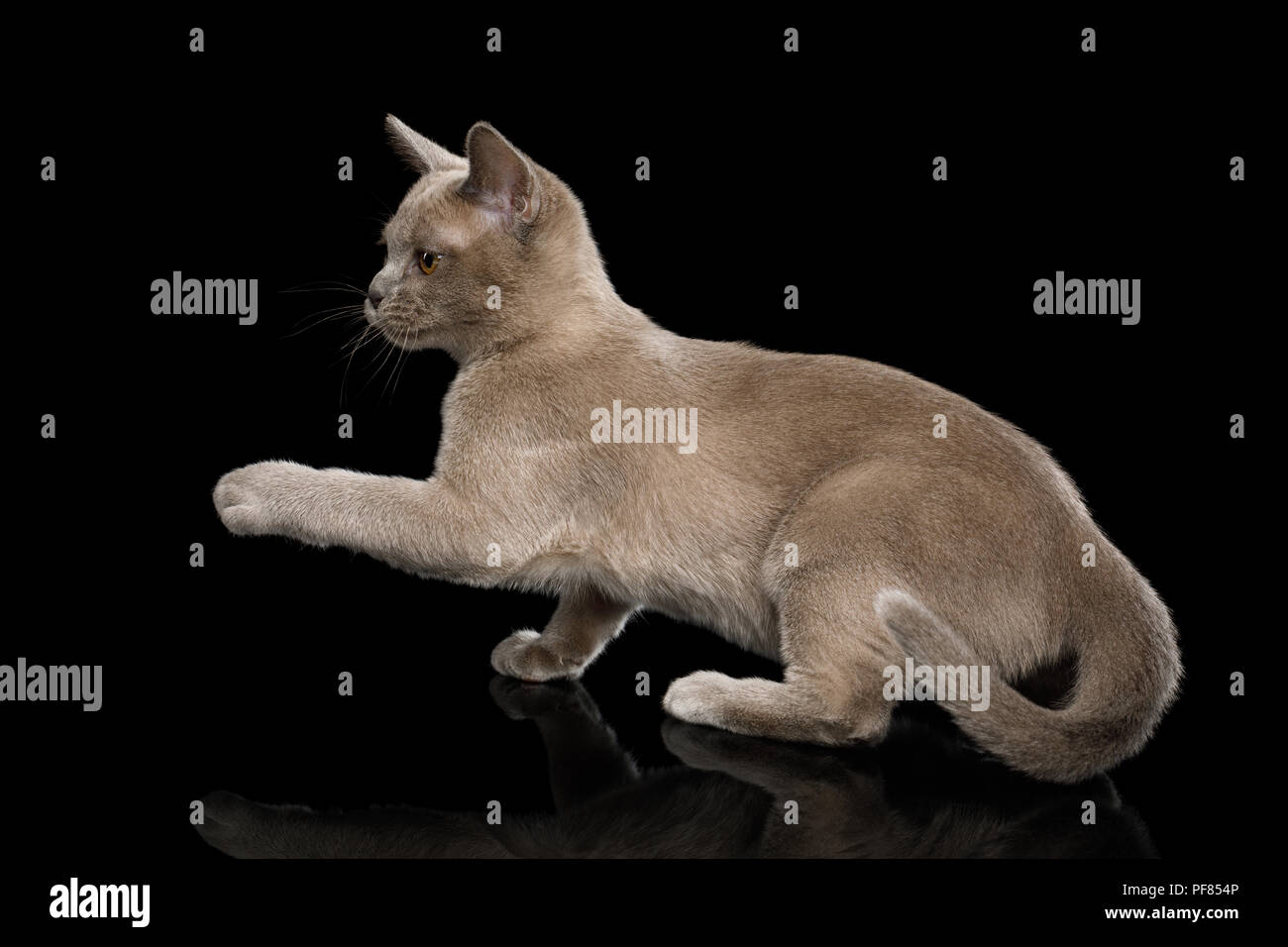 Cute Gray Kitten standing and Raising paw on isolated black background ...