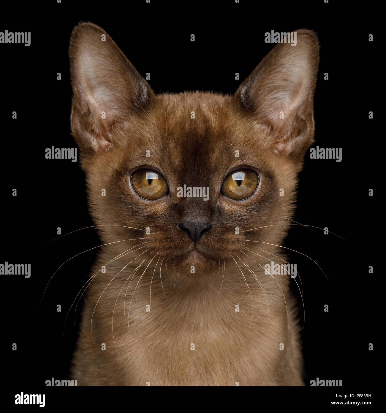 Portrait of Brown Burmese Kitten with Chocolate fur color and round ...