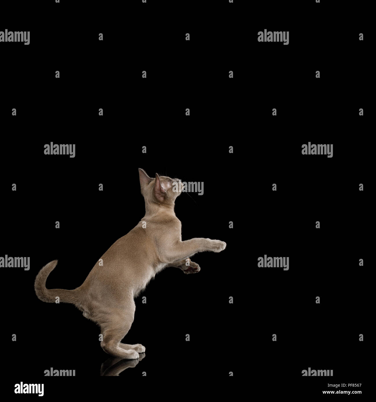 Playful Gray Kitten Raising paws, rearing up on isolated black ...