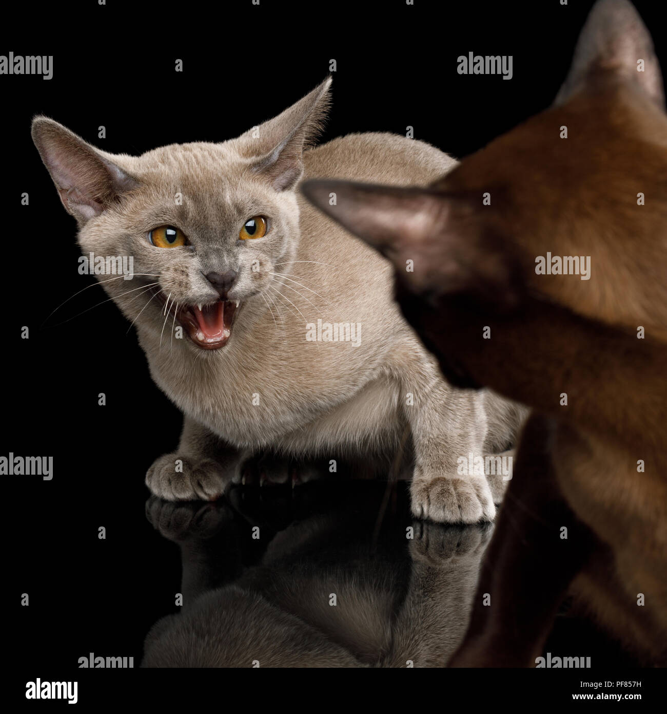 Hiss kitten hi-res stock photography and images - Alamy