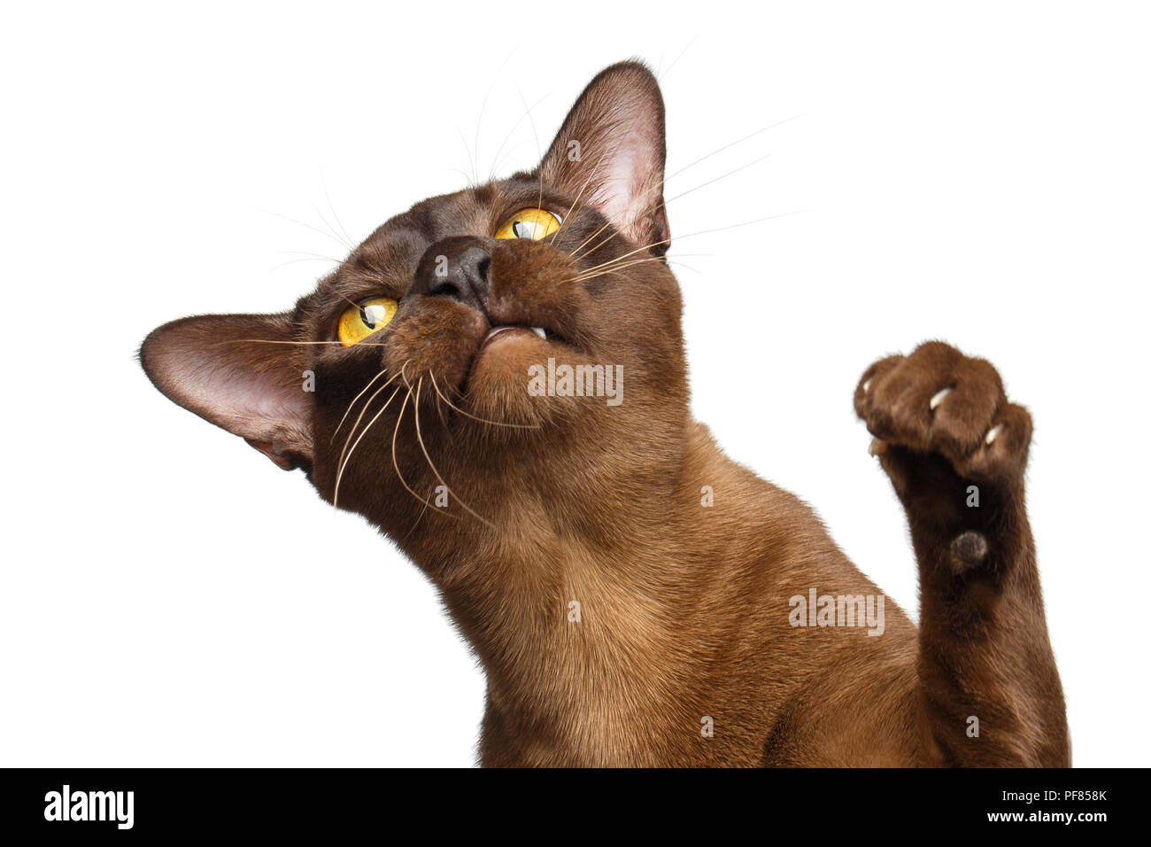 Portrait of Sable Burmese Cat Raising up paw, catching isolated on ...