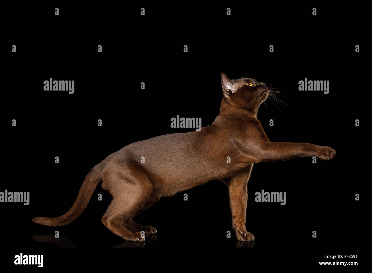 Playful Sable Burmese Cat Stretched paws with tail isolated on black ...