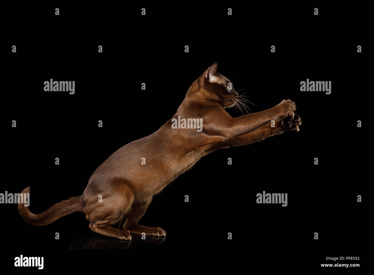 Sable Burmese Cat Catching his sharp claws on Paw isolated black ...