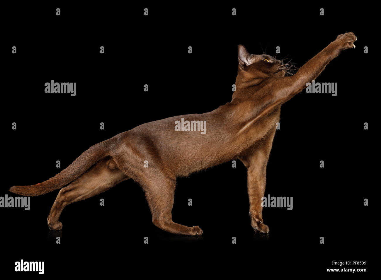 Playful Sable Burmese Cat Stretched paws with tail isolated on black ...