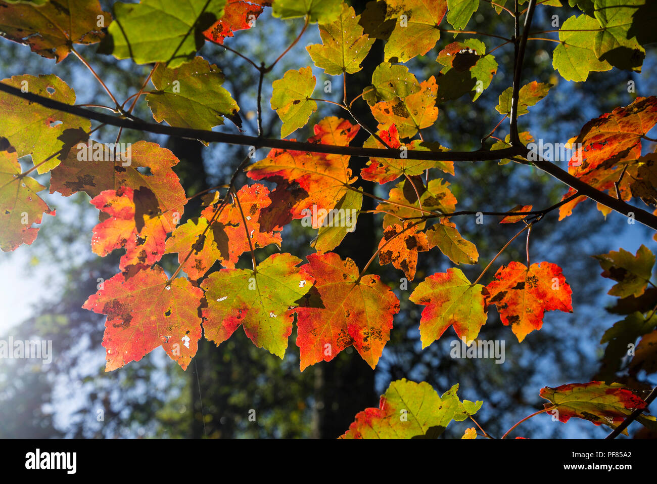 Fall color in North Florida Stock Photo - Alamy