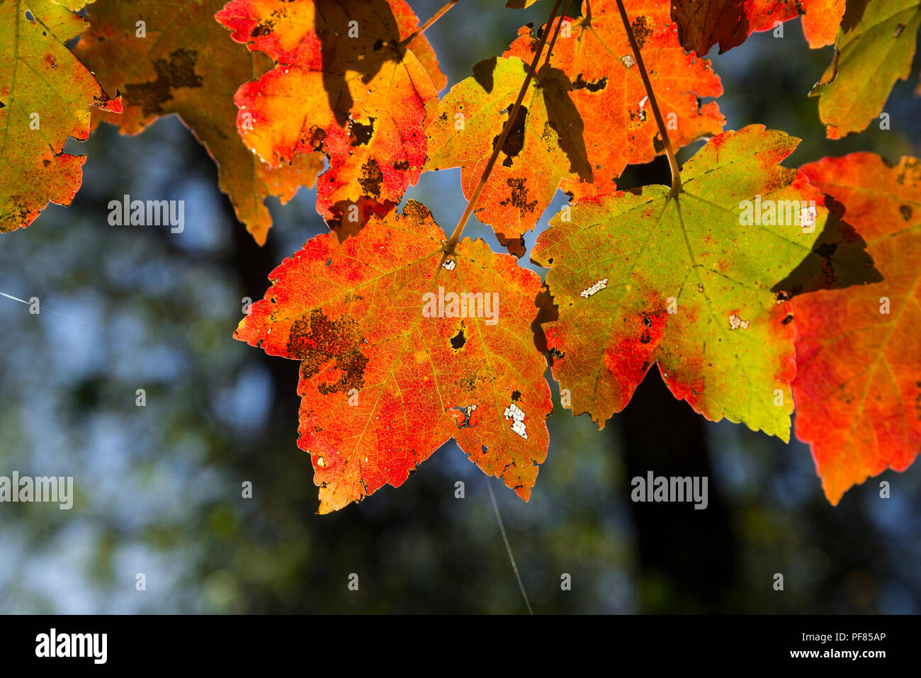 Fall color in North Florida Stock Photo - Alamy