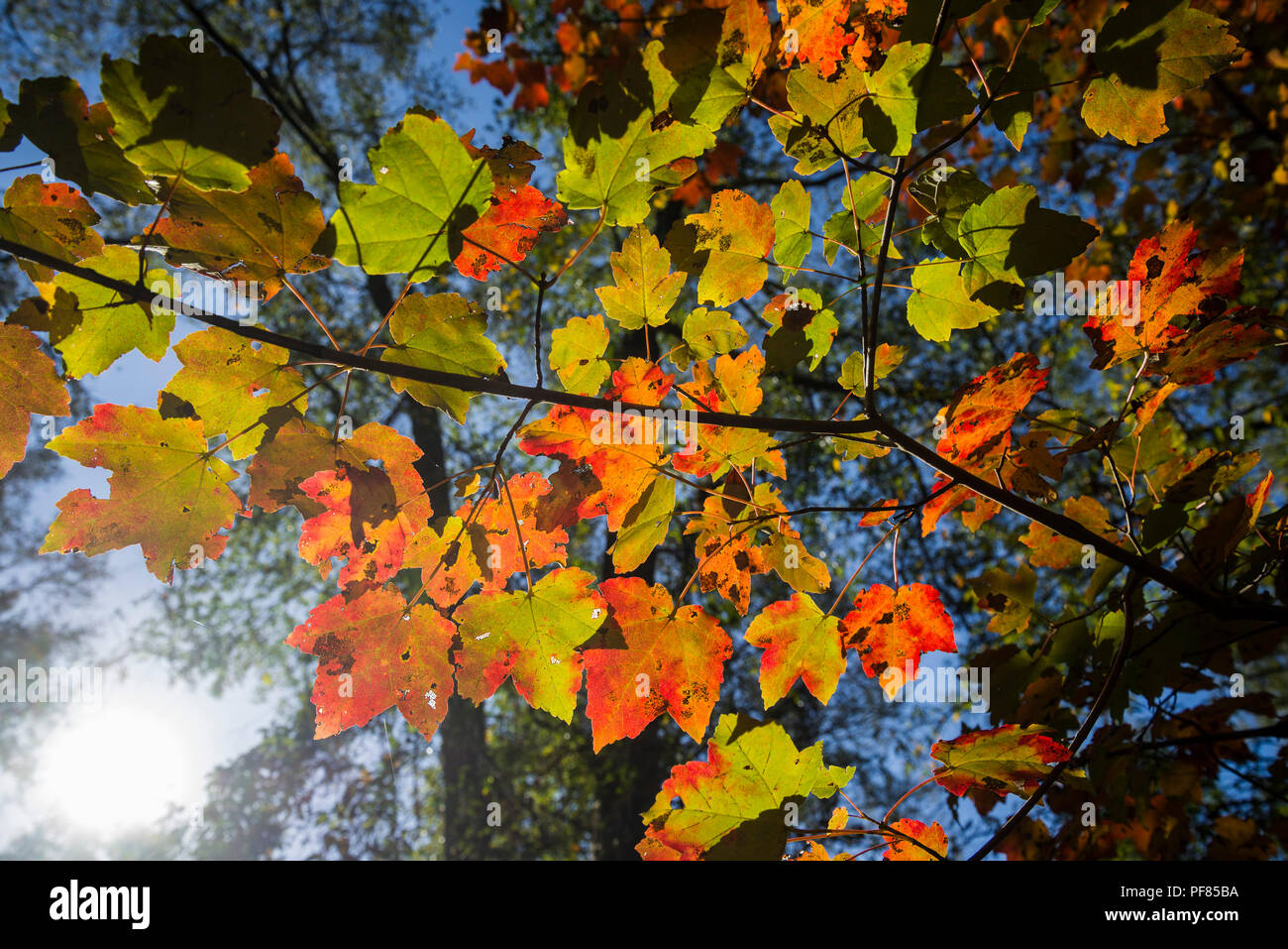 Fall color in North Florida Stock Photo - Alamy