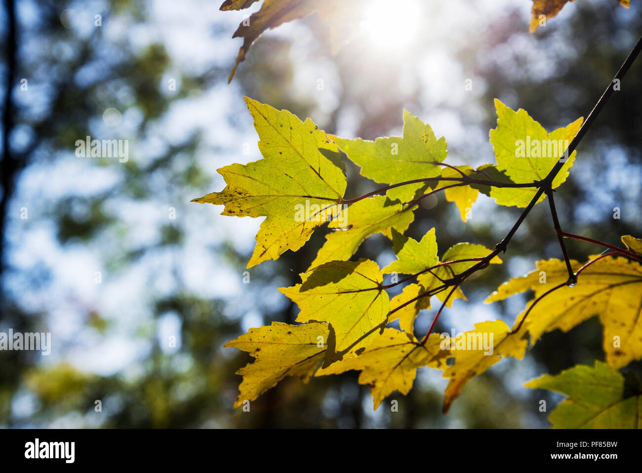 Fall color in North Florida Stock Photo - Alamy