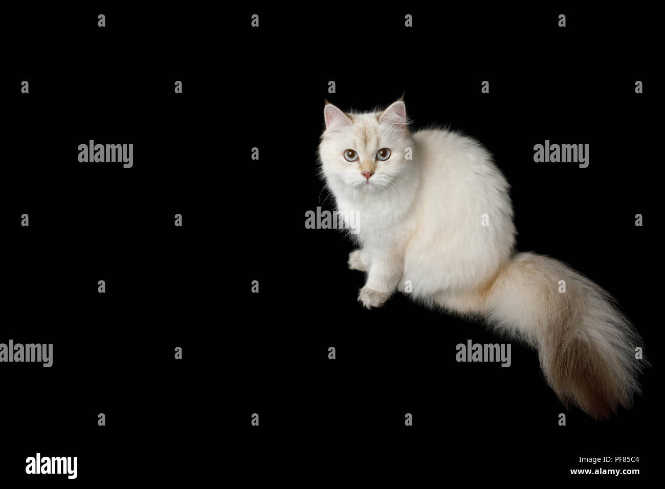 British breed Cat, Color-point fur and Huge Furry Tail Sitting on ...