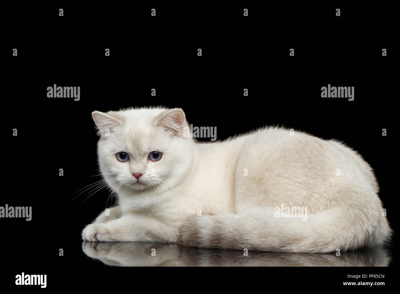 Adorable British breed Cat White color with magic Blue eyes, Lying on ...