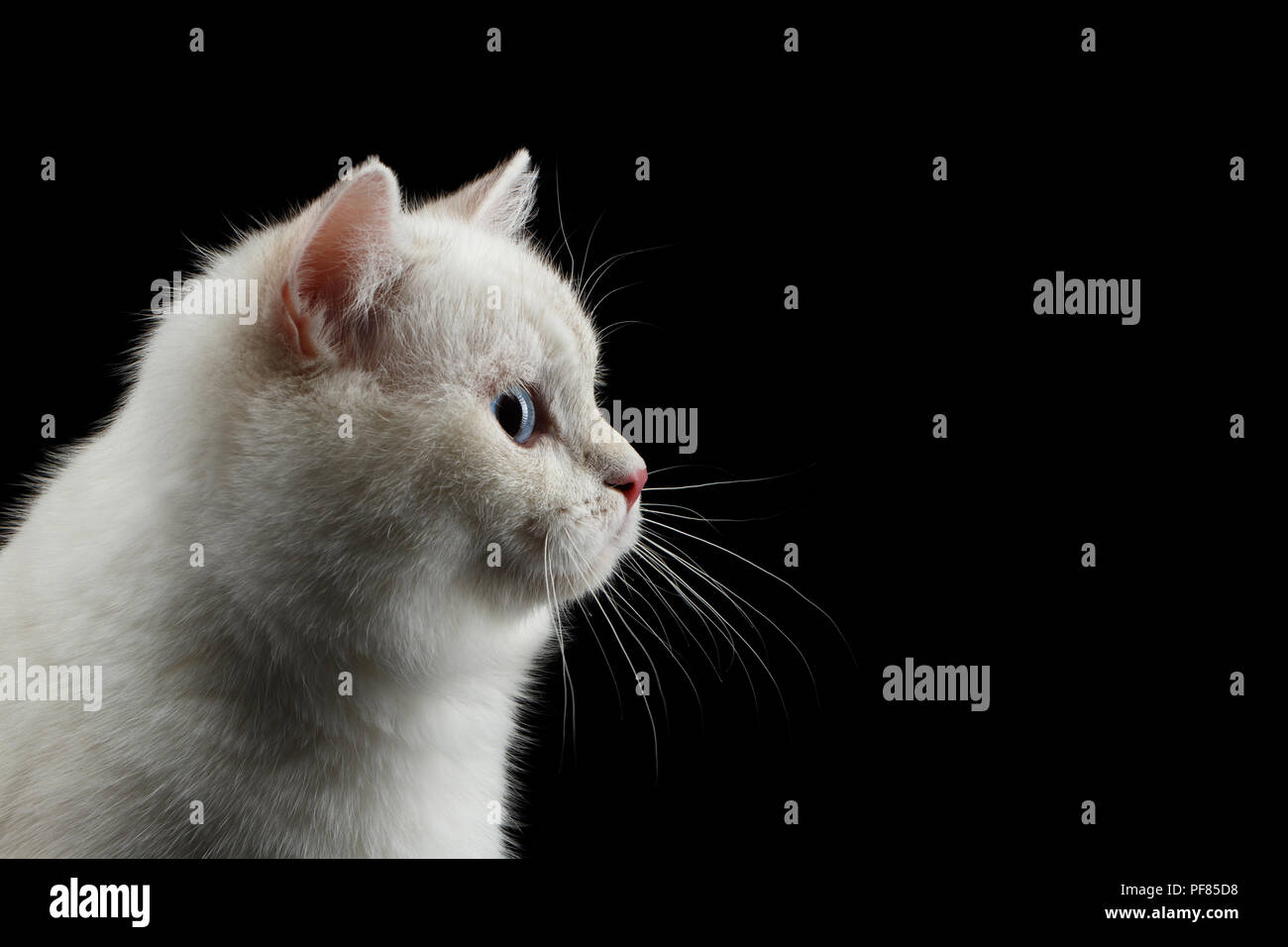Close-up Furry British breed Cat White color with magic Blue eyes on ...