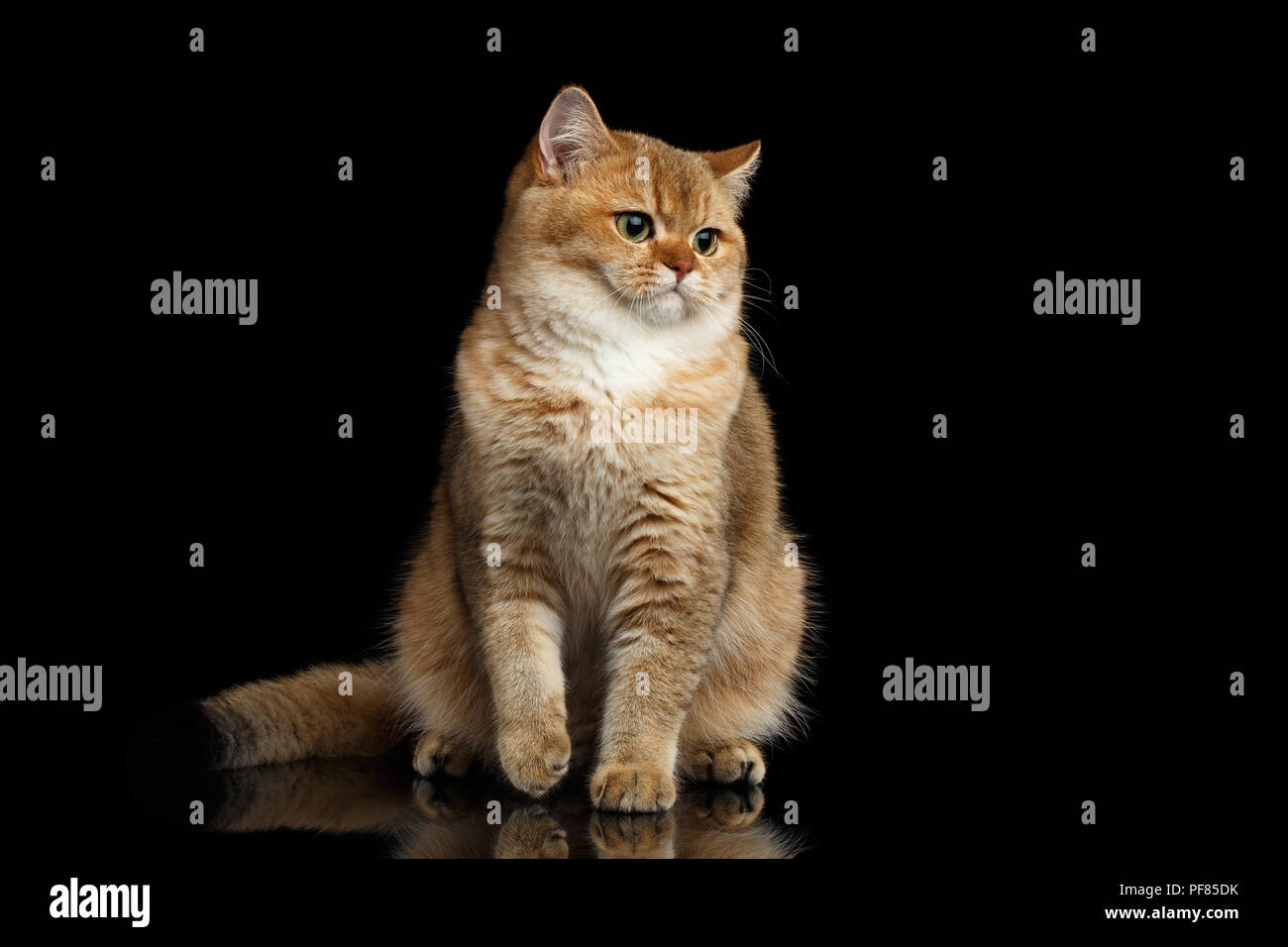 Furry British breed Cat Gold Chinchilla color Sitting and Looking in ...