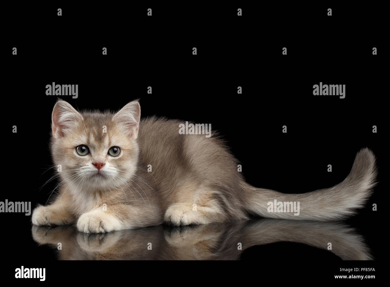 Playful British breed Kitty Beige color Lying on Isolated Black ...