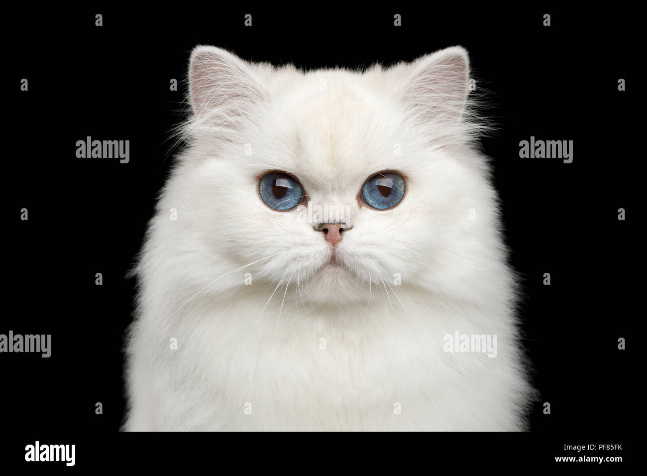 Adorable Portrait of British breed Cat, Pure White color with Blue eyes ...