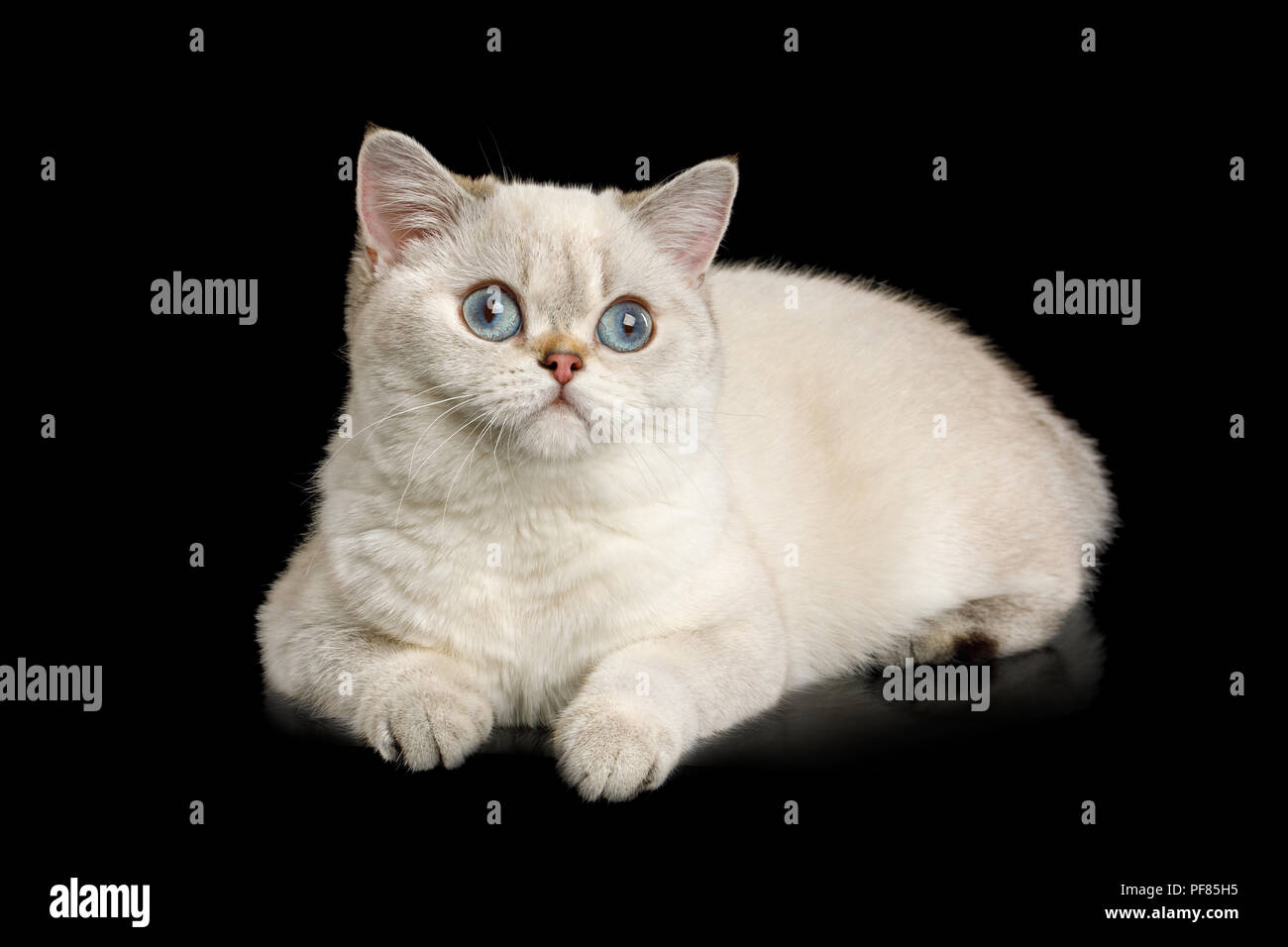 Cute British breed Cat, Beige color with Blue eyes, Lying and looks ...