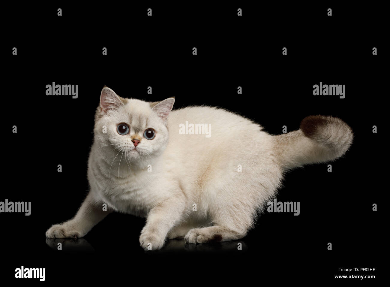 British breed Cat, Beige color with Blue eyes, Walk on Isolated Black ...