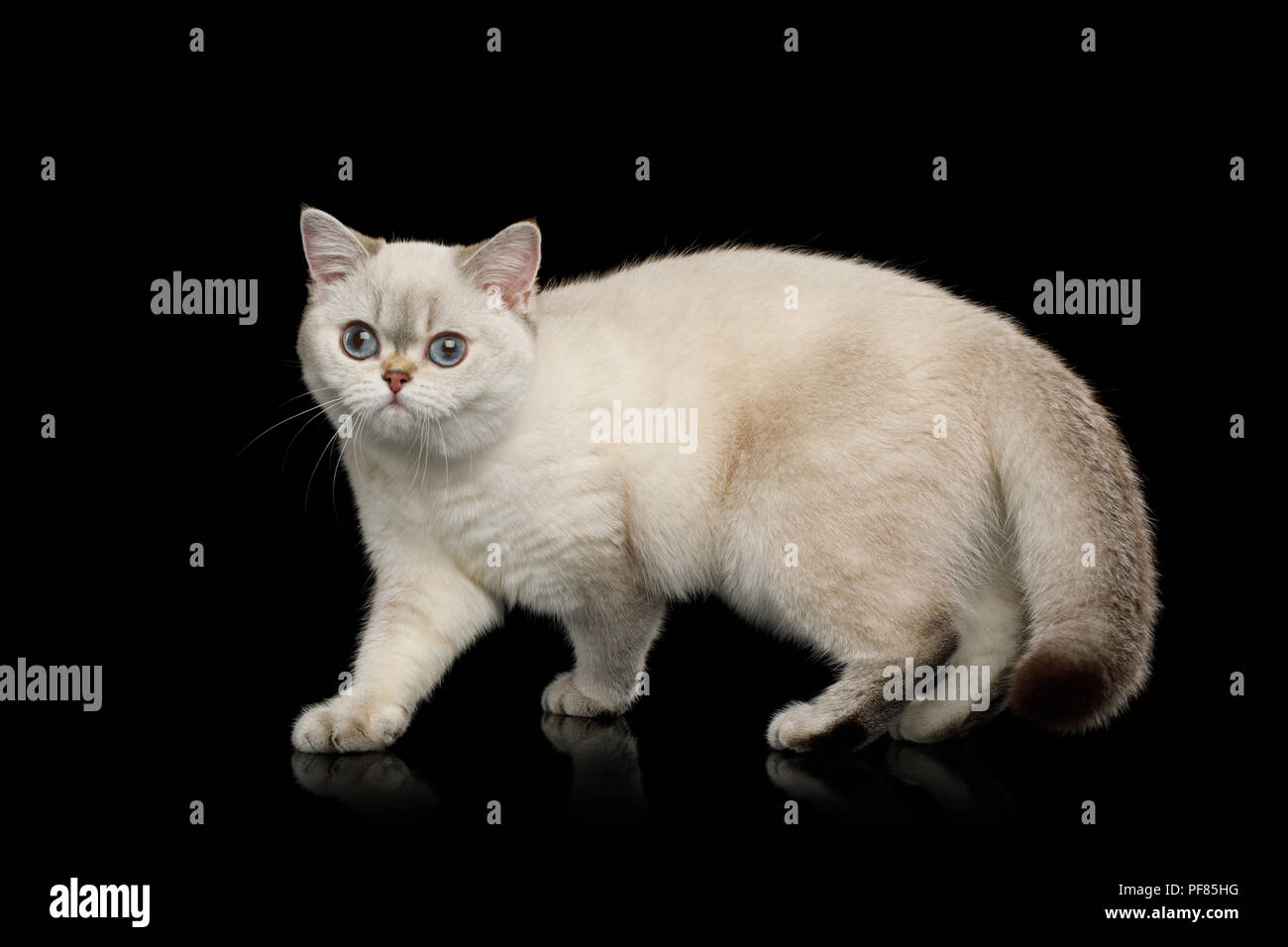British breed Cat, Beige color with Blue eyes, Walk on Isolated Black ...