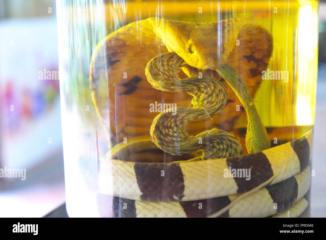 Vietnam rice wine with a snake inside the bottle on sale in the Mekong ...