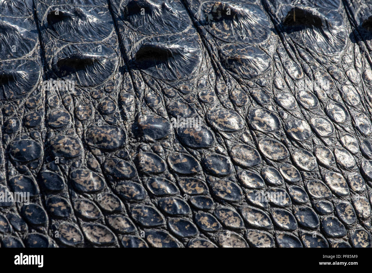 Alligator hi-res stock photography and images - Alamy