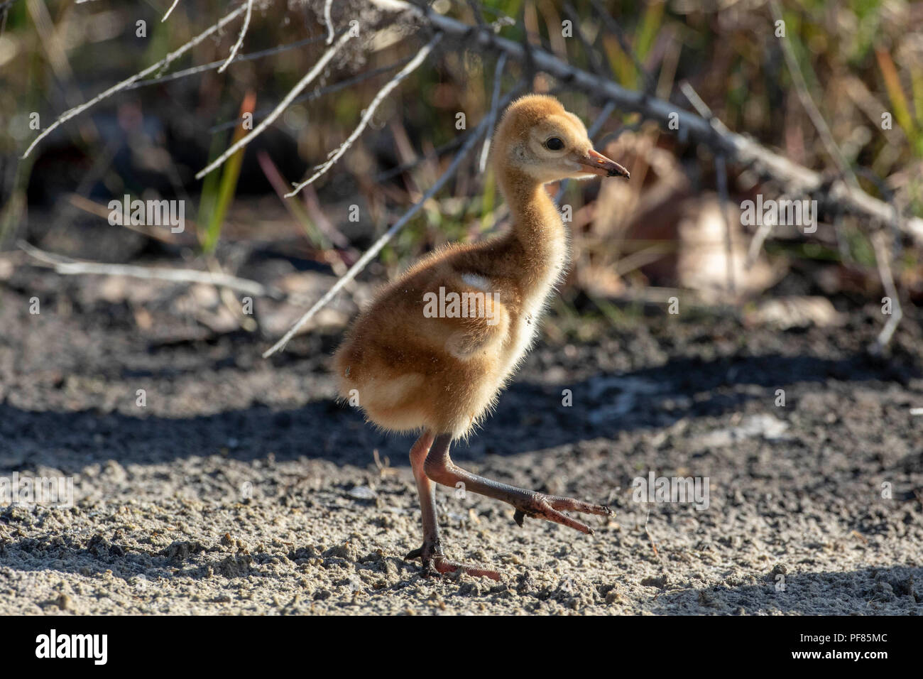 Young sandhill crane chick called a colt Stock Photo - Alamy