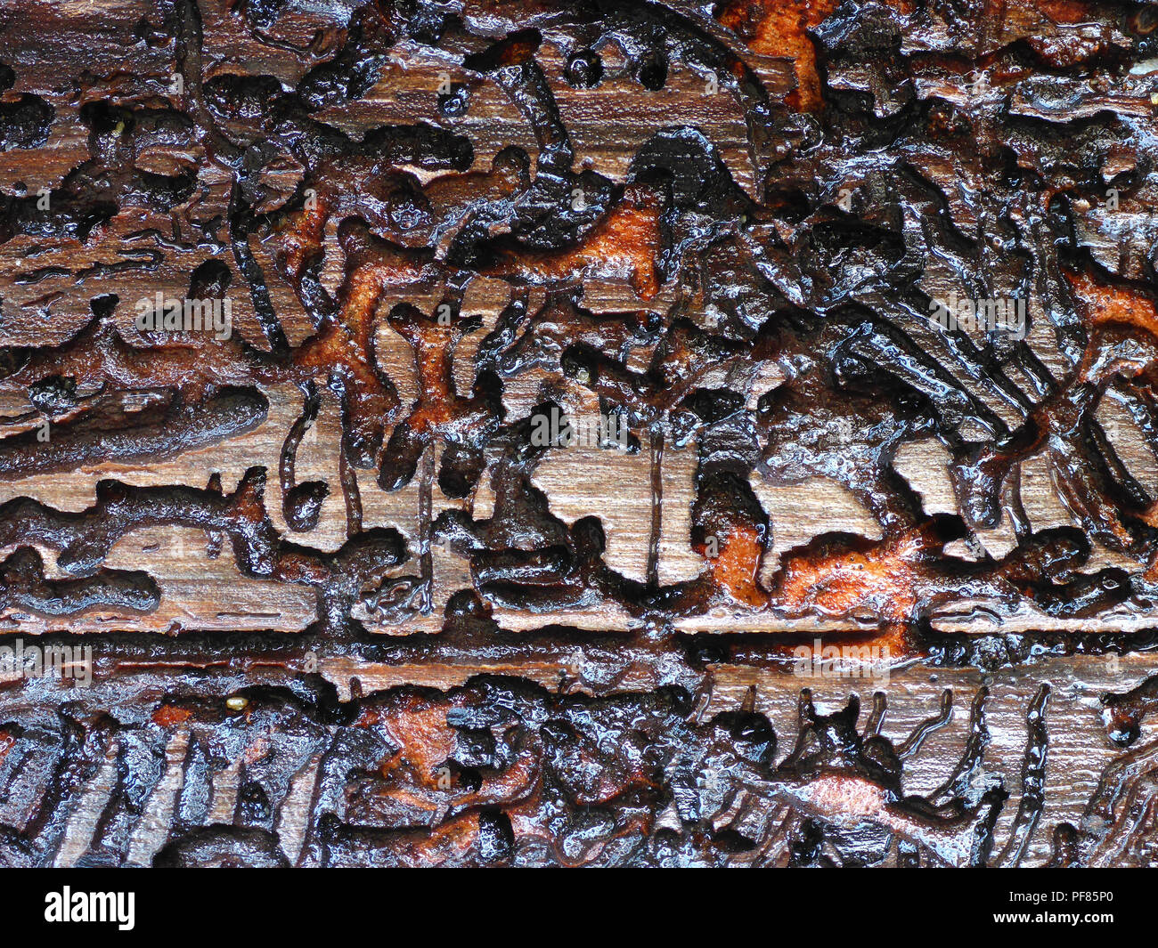 Spruce bark beetle hi-res stock photography and images - Alamy