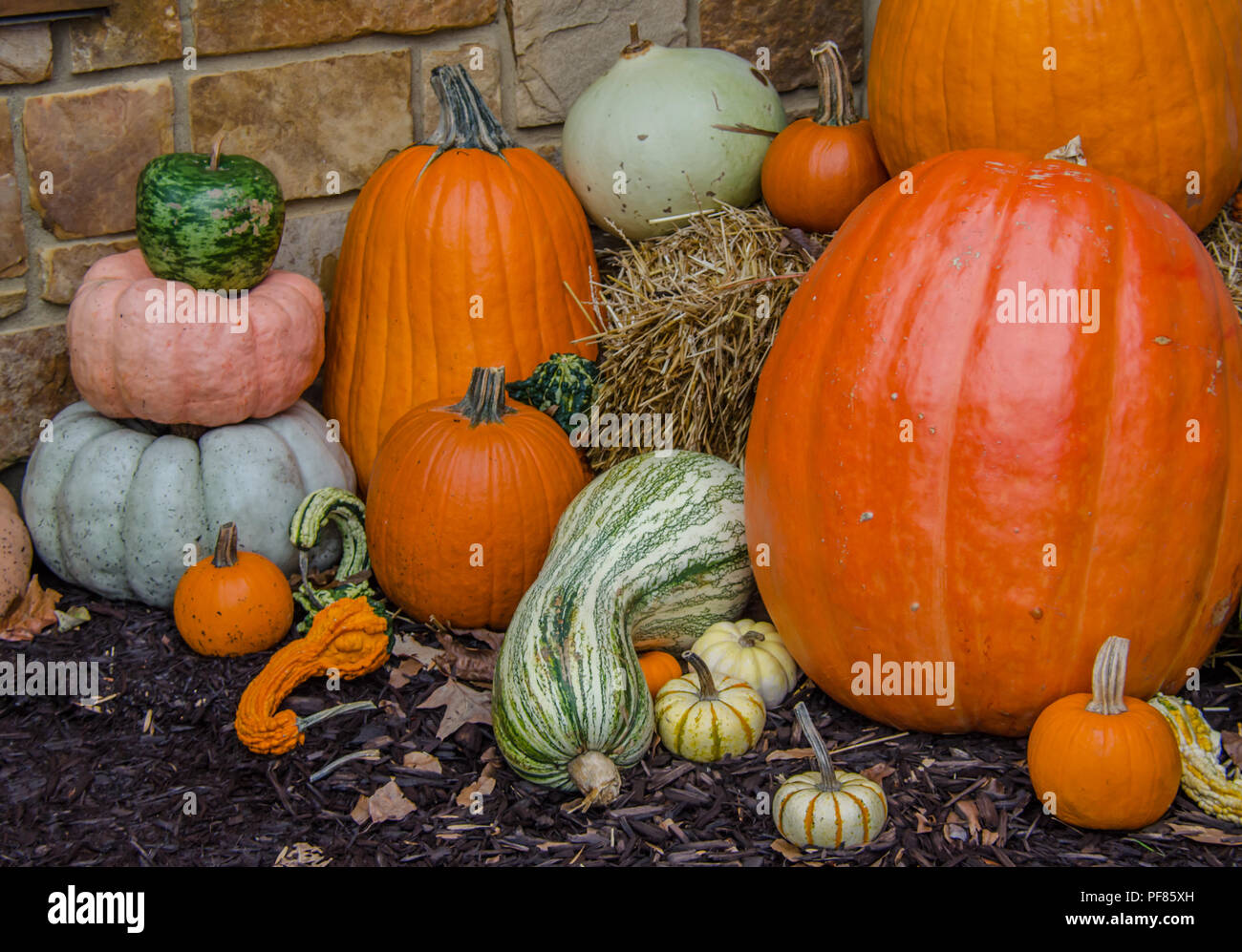 Seasonal Autumn pumpkin and squash display. Celebrate Autumn Fall ...