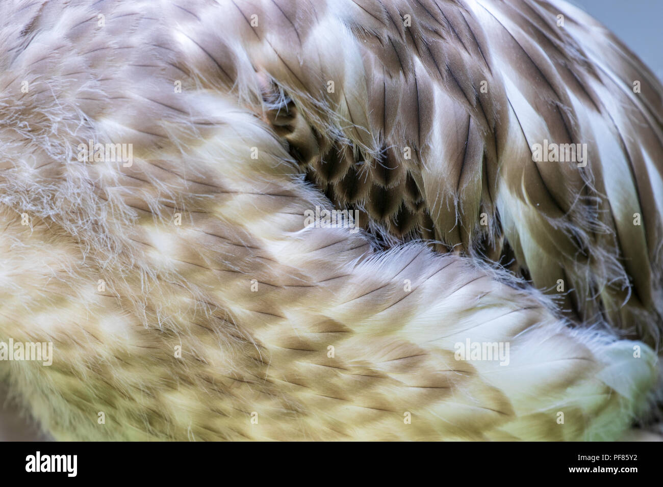 Juvenile Greater Flamingo Feather Closeup - Phoenicopterus roseus ...