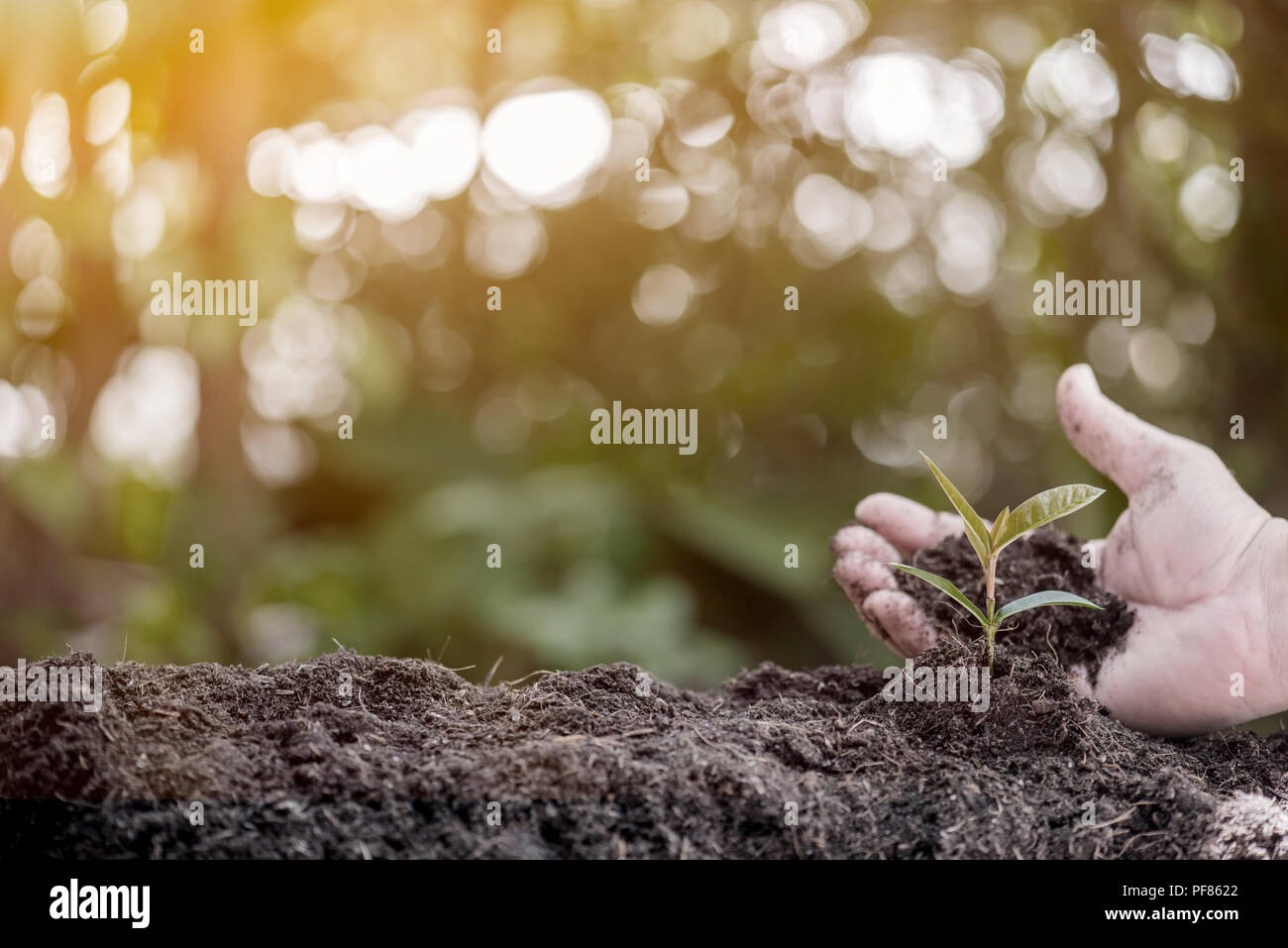 Small plant growing in the garden. Fresh start of the day. Save ...