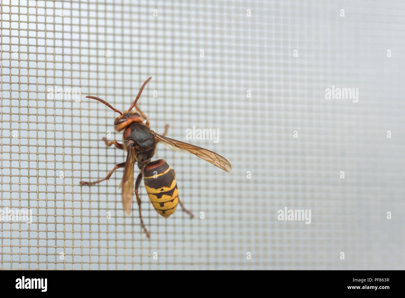 Hornet on a grid. Protection from insects - hornet, bee, wasp Stock ...