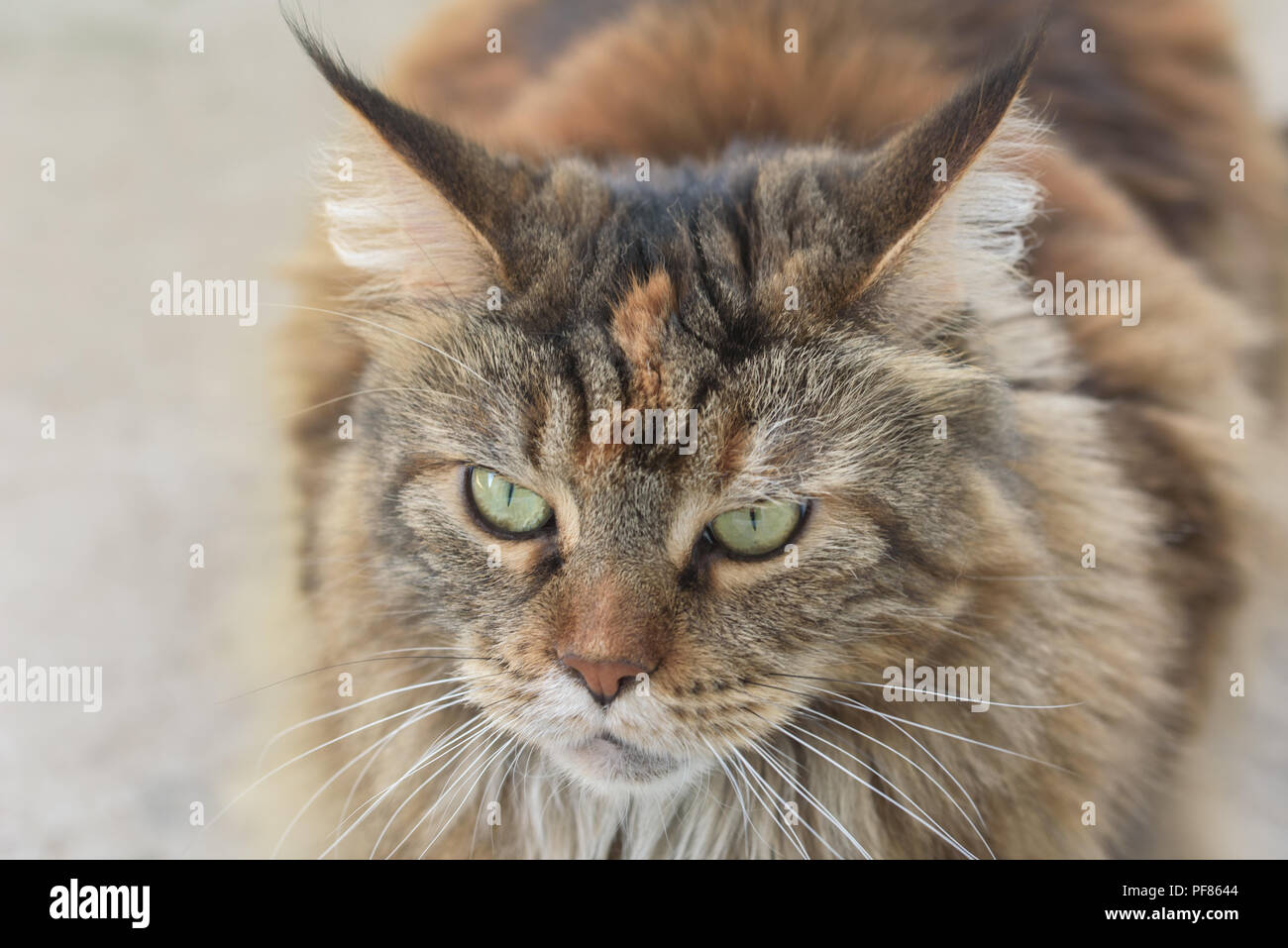 Sad cat lies. Sad cat portrait. Pet relax Stock Photo - Alamy