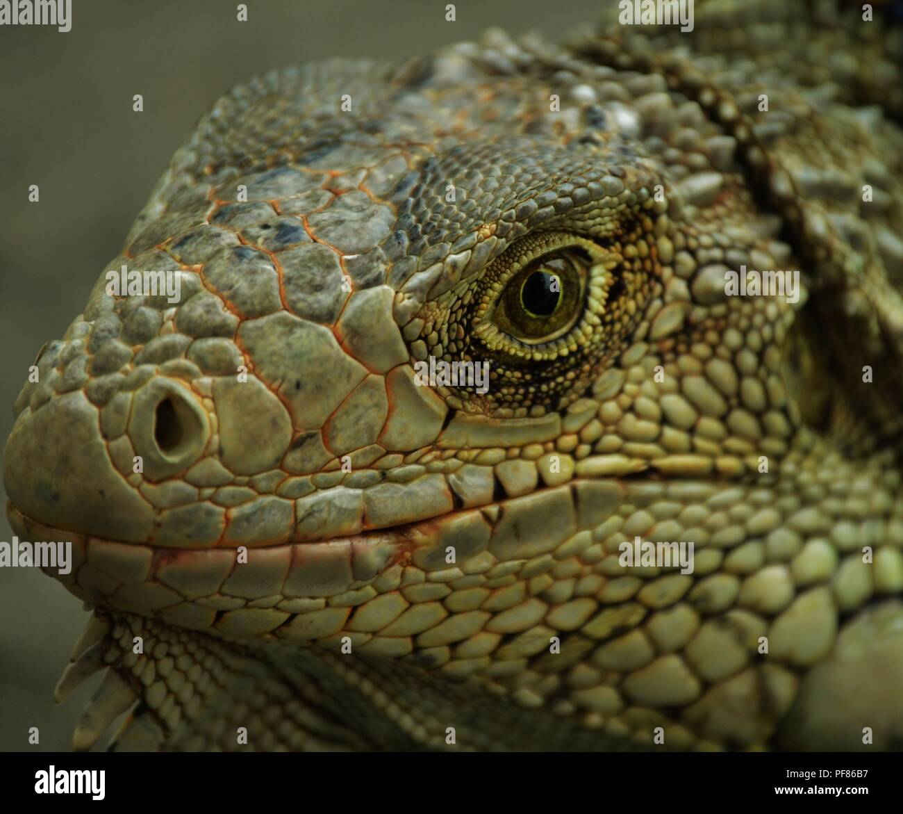 Puerto Rican Lizard Monitor