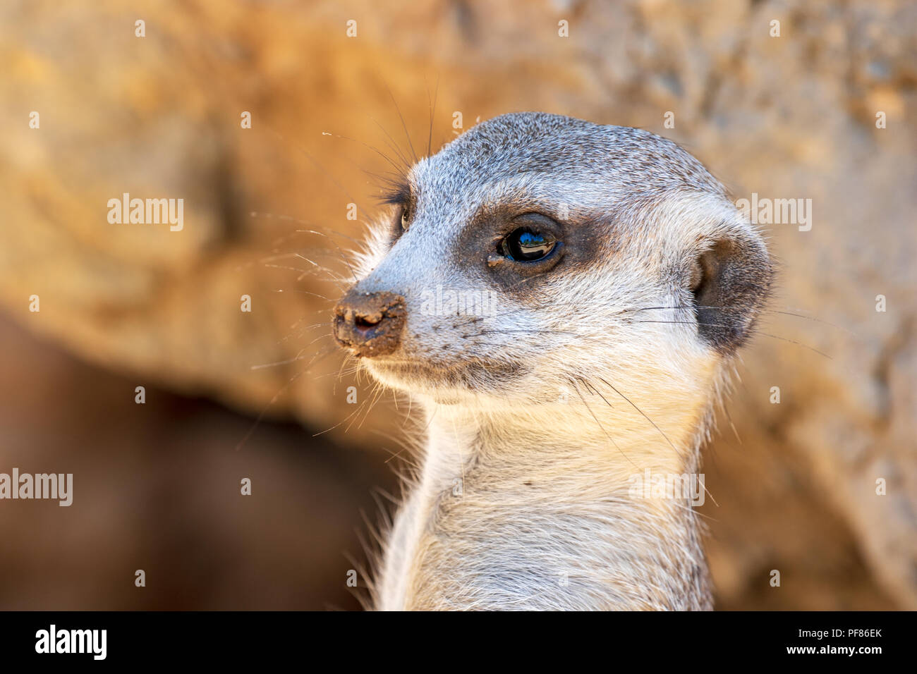 Matriarchal groups hi-res stock photography and images - Alamy