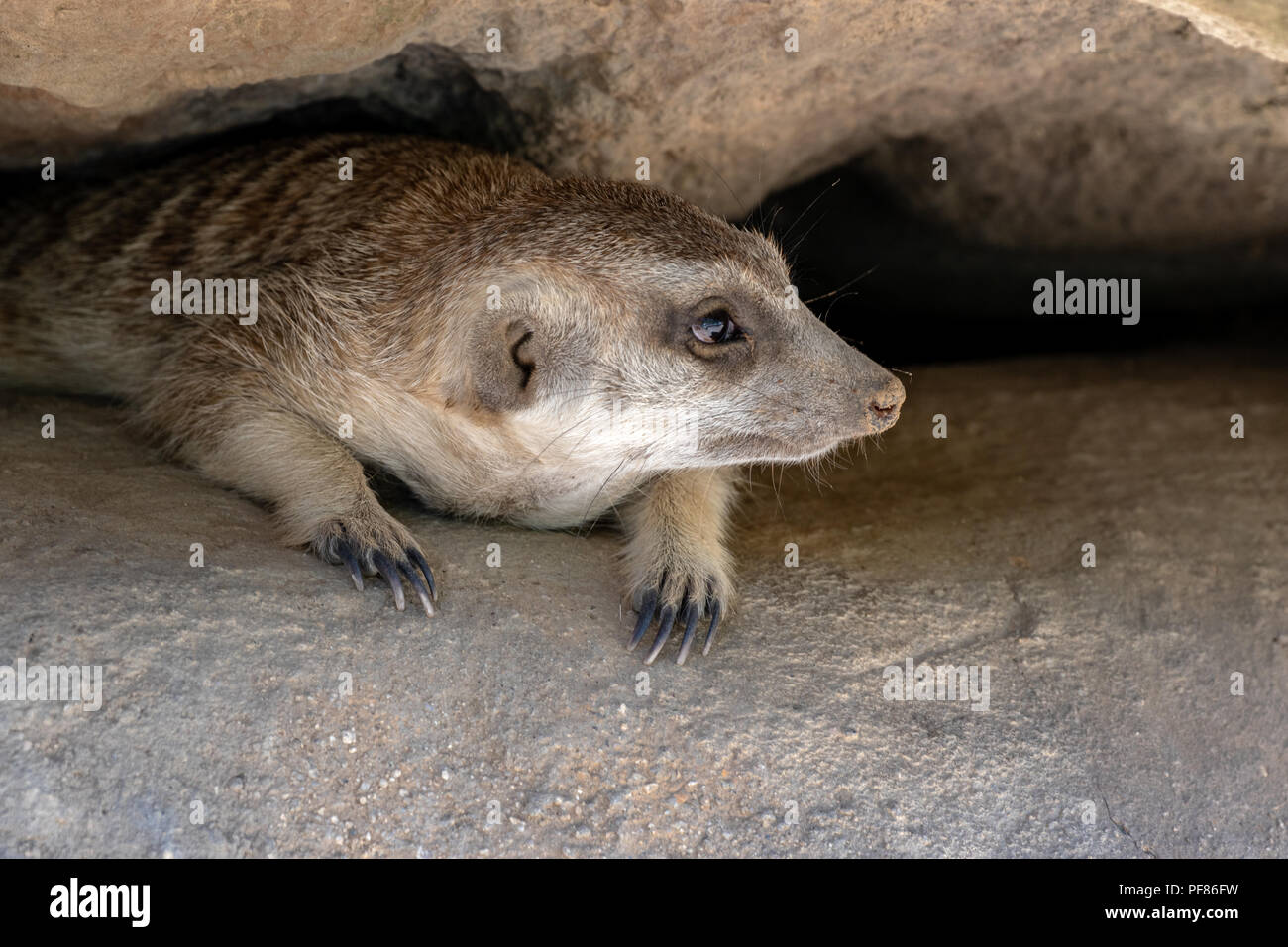 Matriarchal hi-res stock photography and images - Alamy