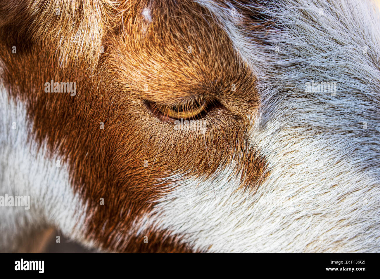 Goat stock hi-res stock photography and images - Alamy